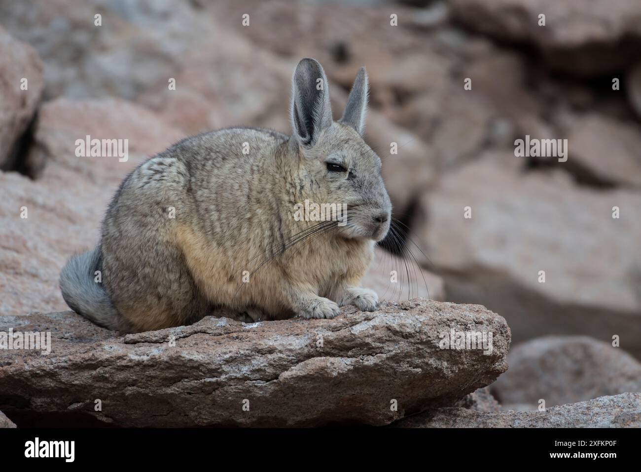 Southern Viscacha (Lagidium viscacia) at rest, Siloli Desert, altiplano ...