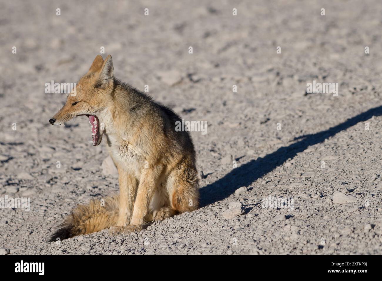 Culpea or Andean fox (Pseudalopex culpaeus) yawning, vicinity of Laguna ...