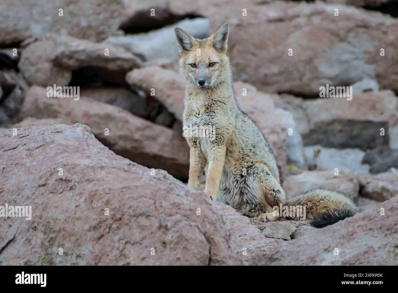 Culpea or Andean Fox (Pseudalopex culpaeus) standing alert, Siloli ...