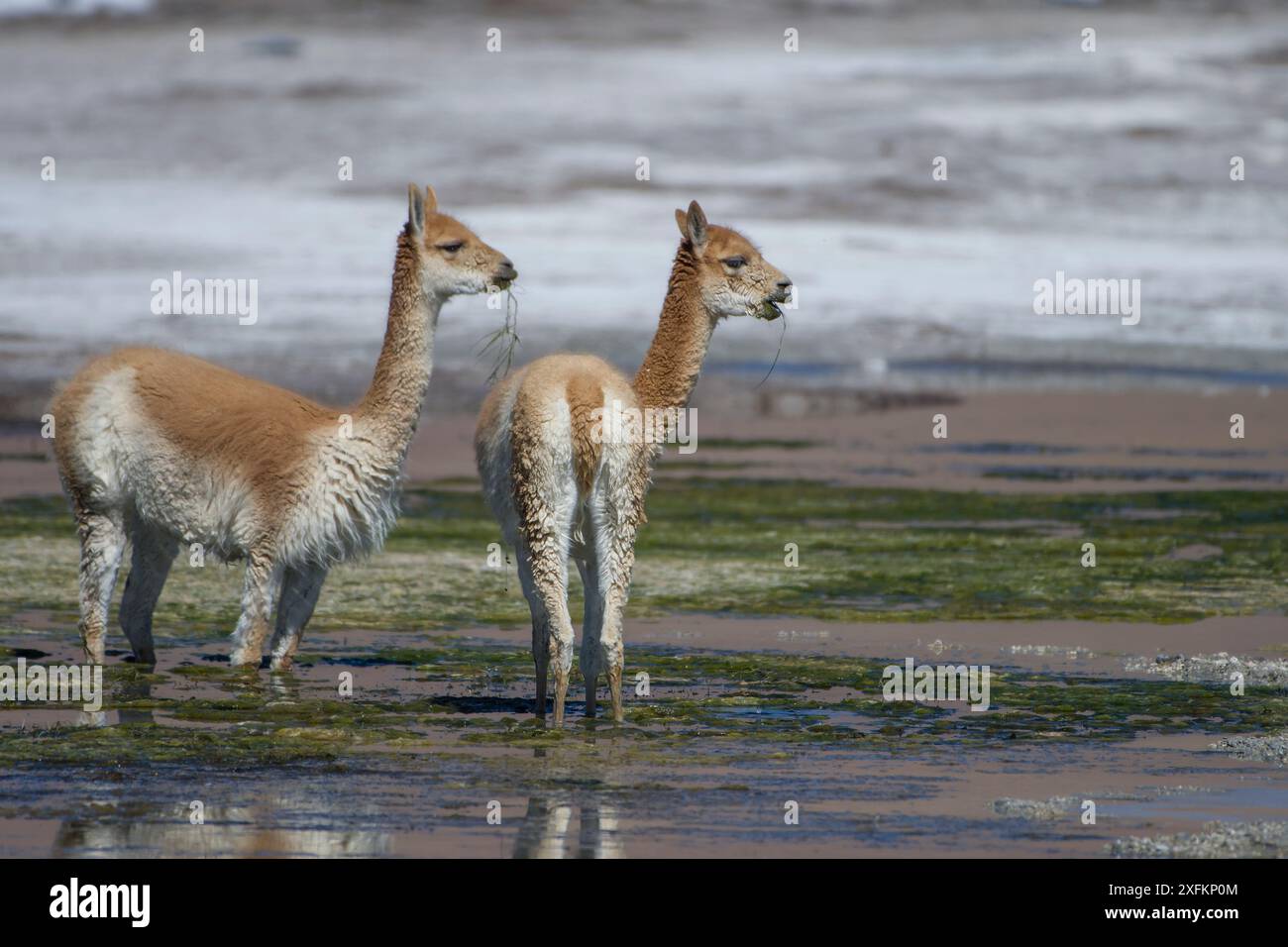 Vicuna (Vicugna vicugna) pair standing in Laguna Blanca, Reserva ...