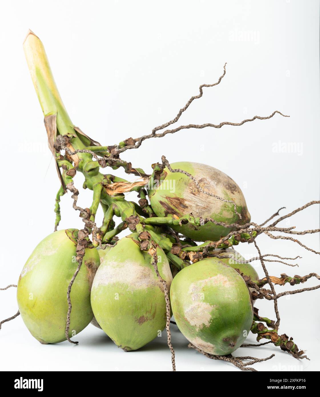 Coconut fruit plant branch close up view isolated on white studio ...