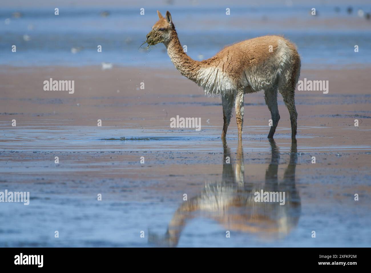 Vicuna (Vicugna vicugna) standing in Laguna Blanca, Reserva Eduardo ...