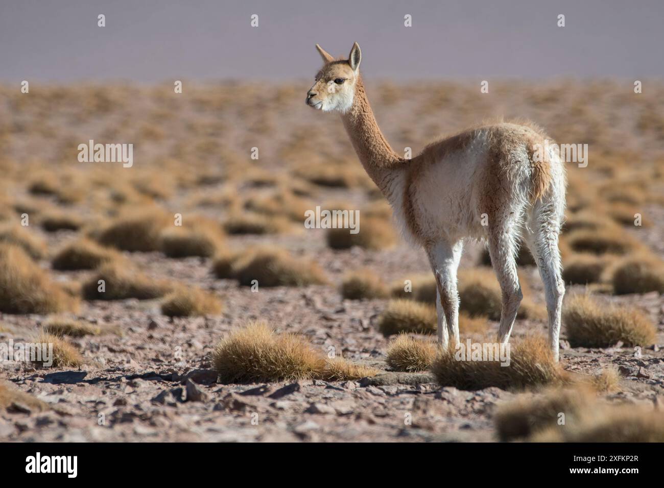 Portrait vicuna vicugna hi-res stock photography and images - Alamy