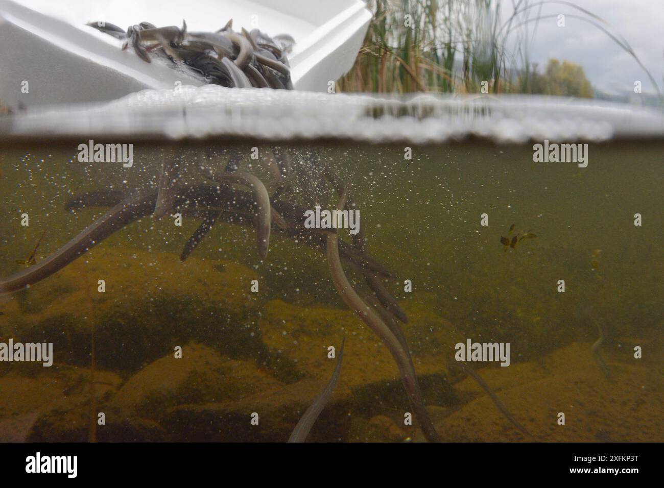Split level view of European eel (Anguilla anguilla) elvers being ...