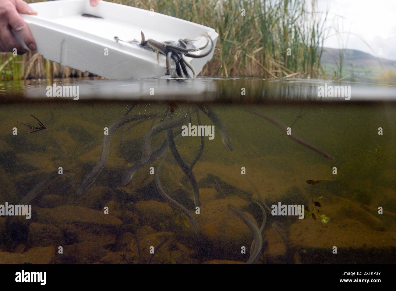 Split level view of European eel (Anguilla anguilla) elvers being ...