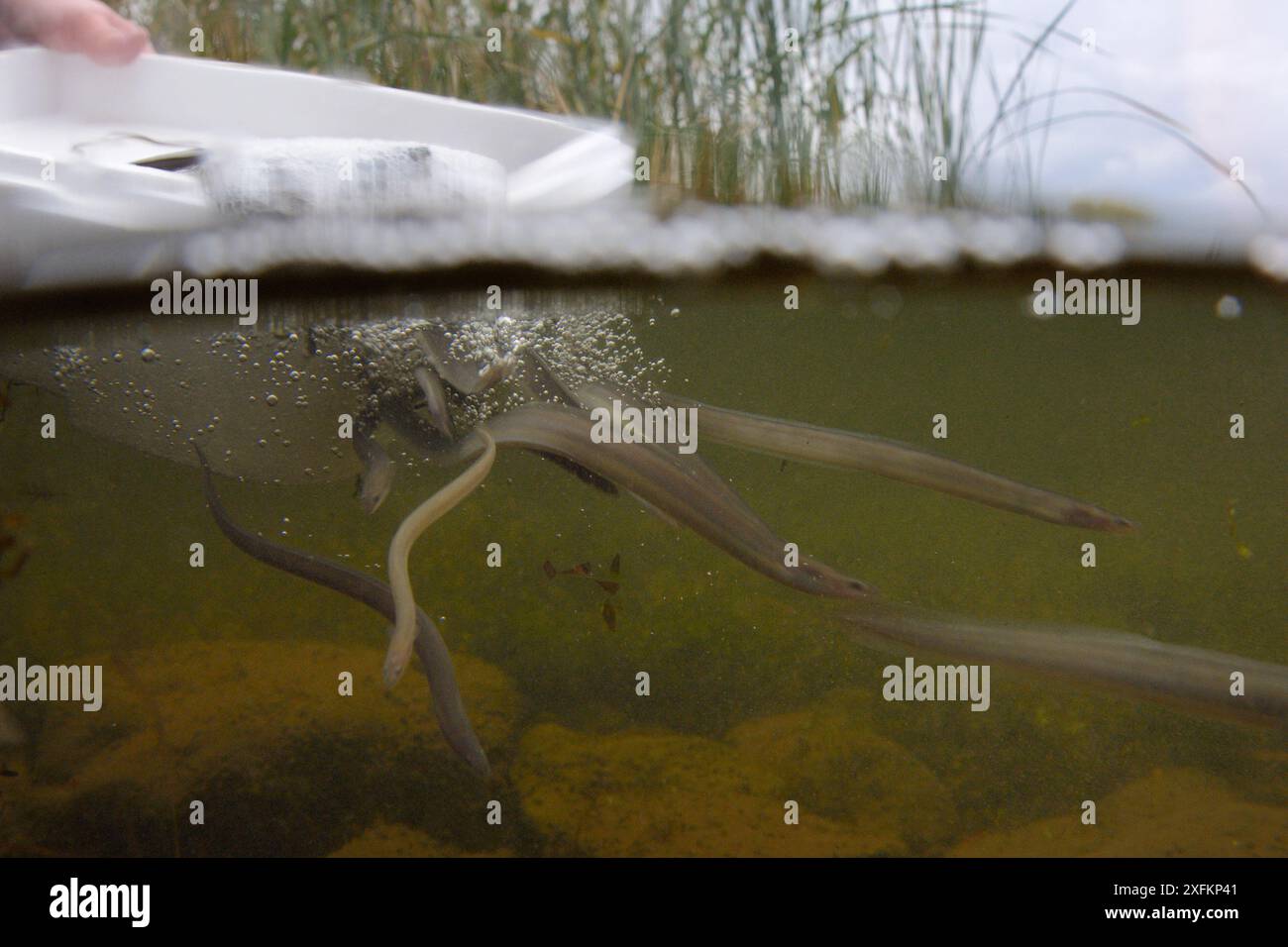 Split level view of European eel (Anguilla anguilla) elvers being ...