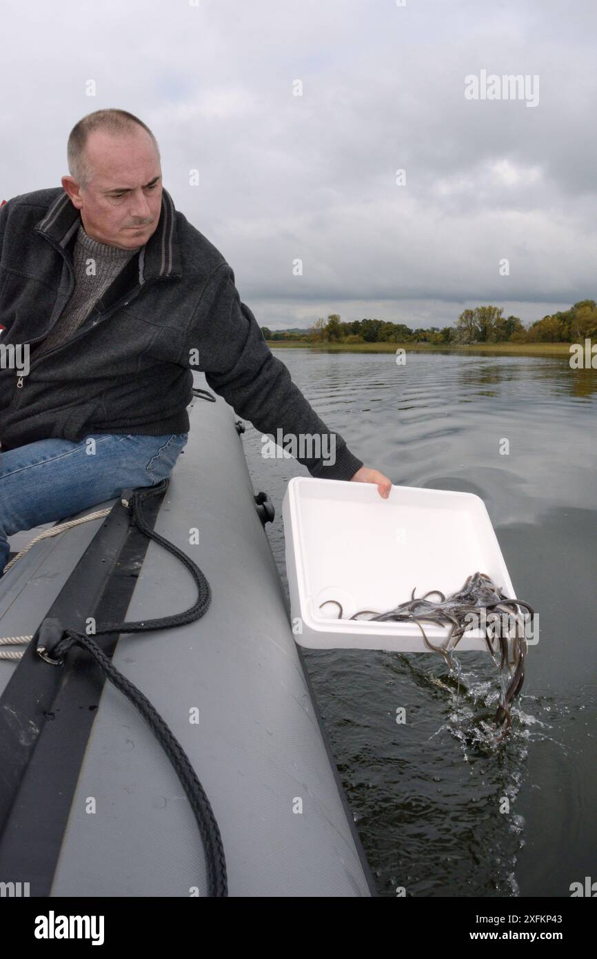 European eel (Anguilla anguilla) elvers being released from an ...
