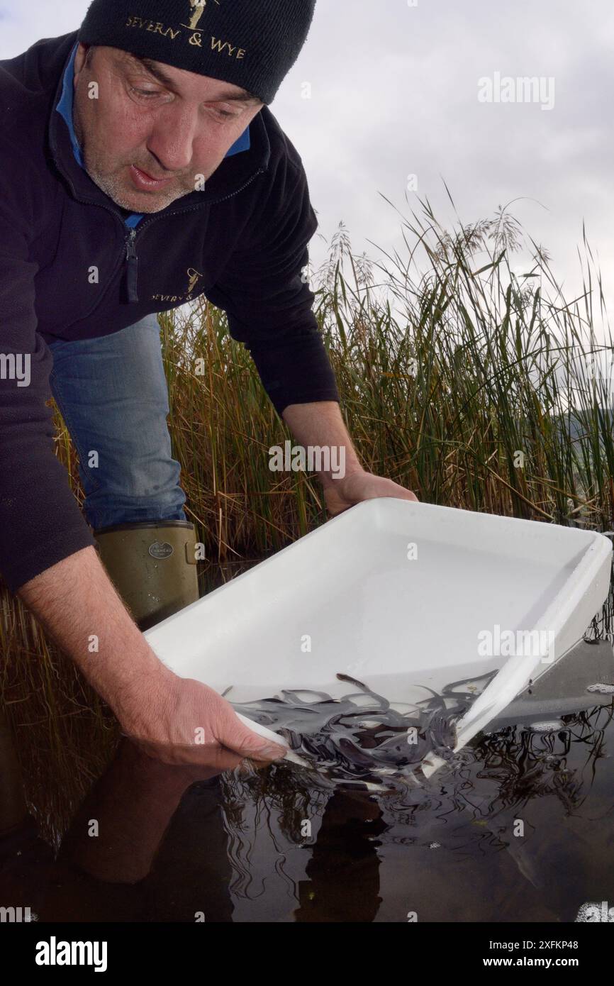Richard Cook releasing European eel (Anguilla anguilla) elvers during a ...