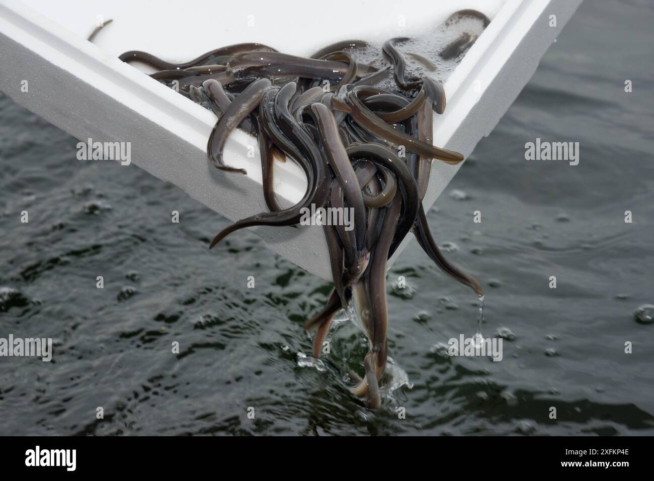 European eel (Anguilla anguilla) elvers being released from an ...
