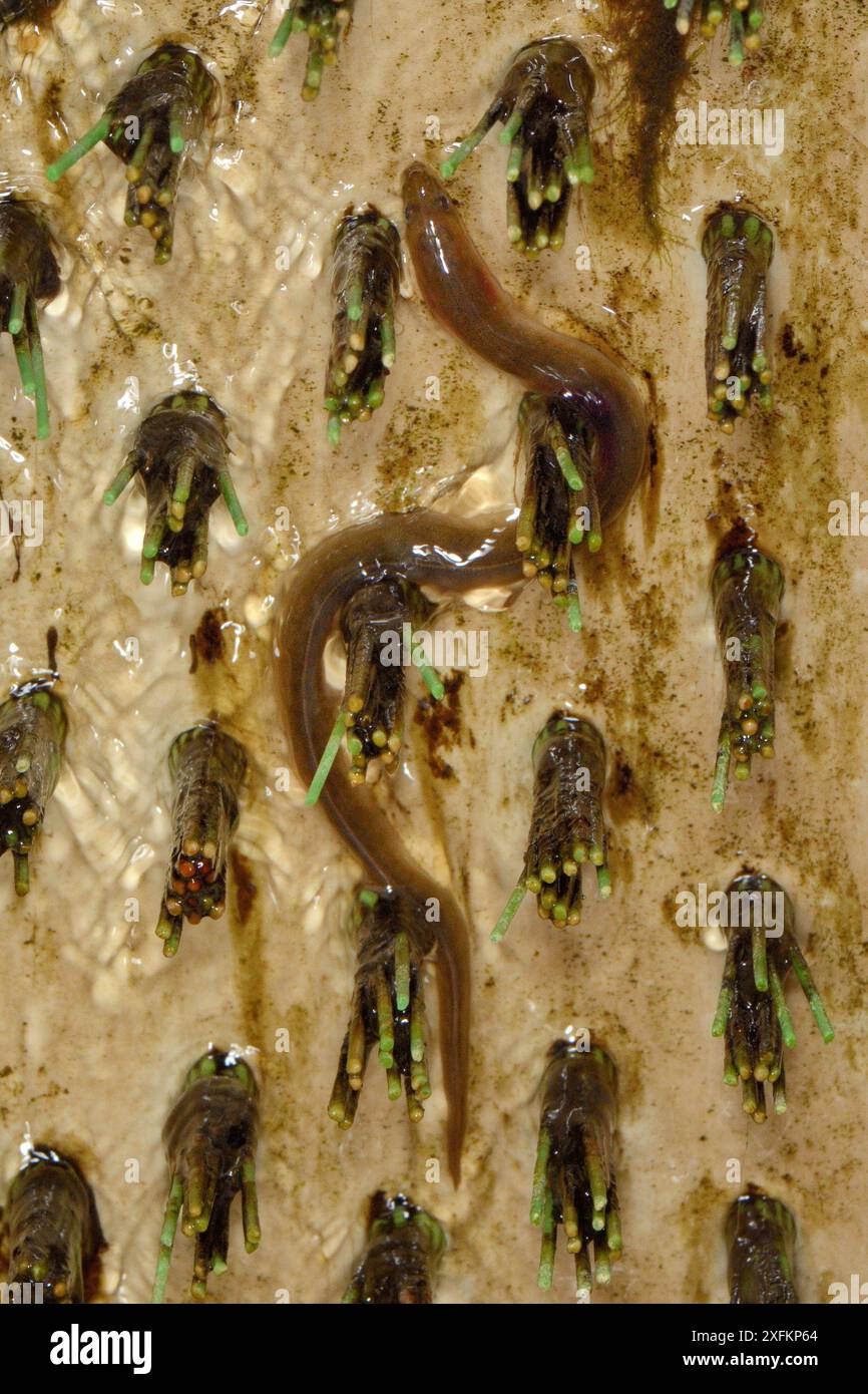 European eel (Anguilla anguilla) elver wriggling up an Eel pass between ...