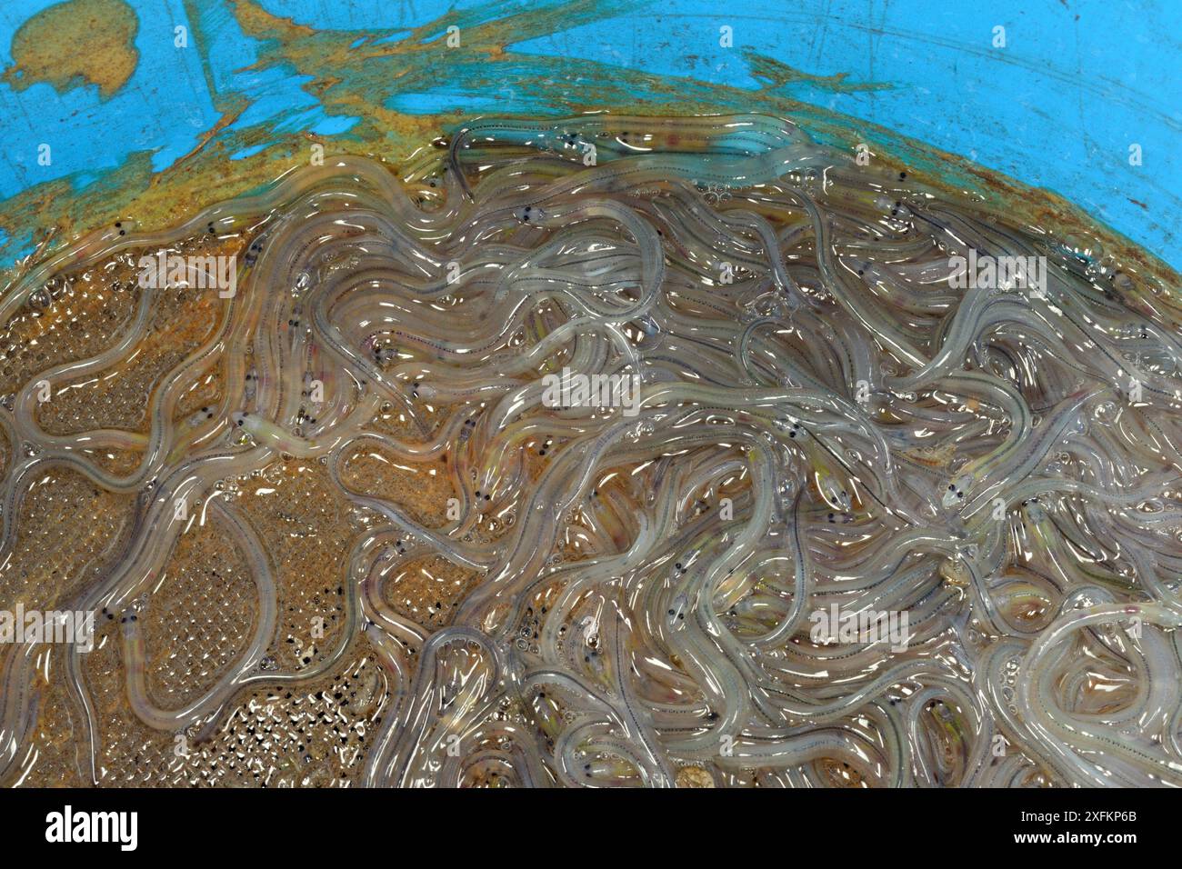 Young European Eel Anguilla Anguilla Elvers Or Glass Eels Retained In A Collecting Bucket