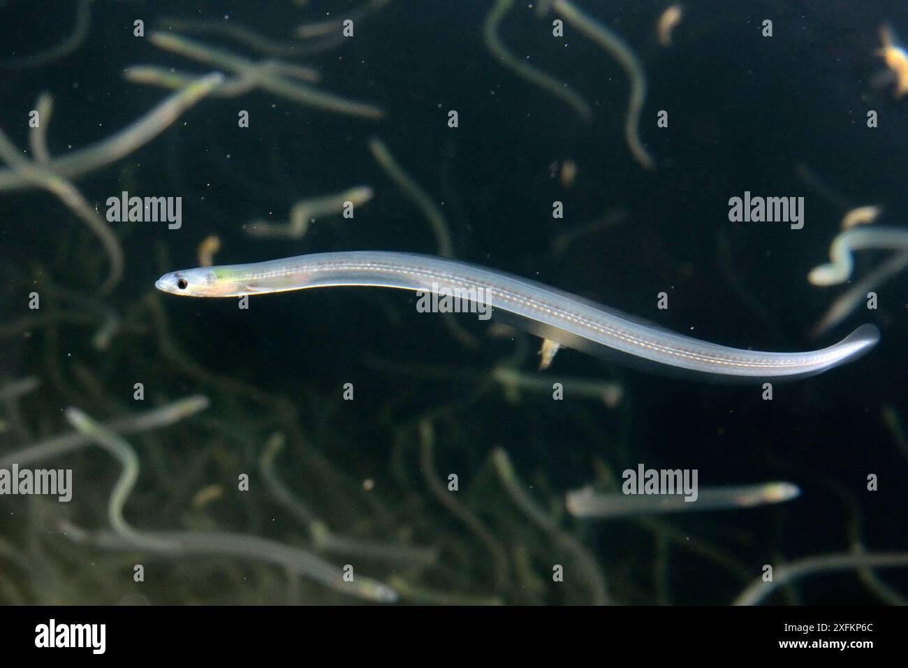 Young European eel (Anguilla anguilla) elvers, or glass eels, caught ...