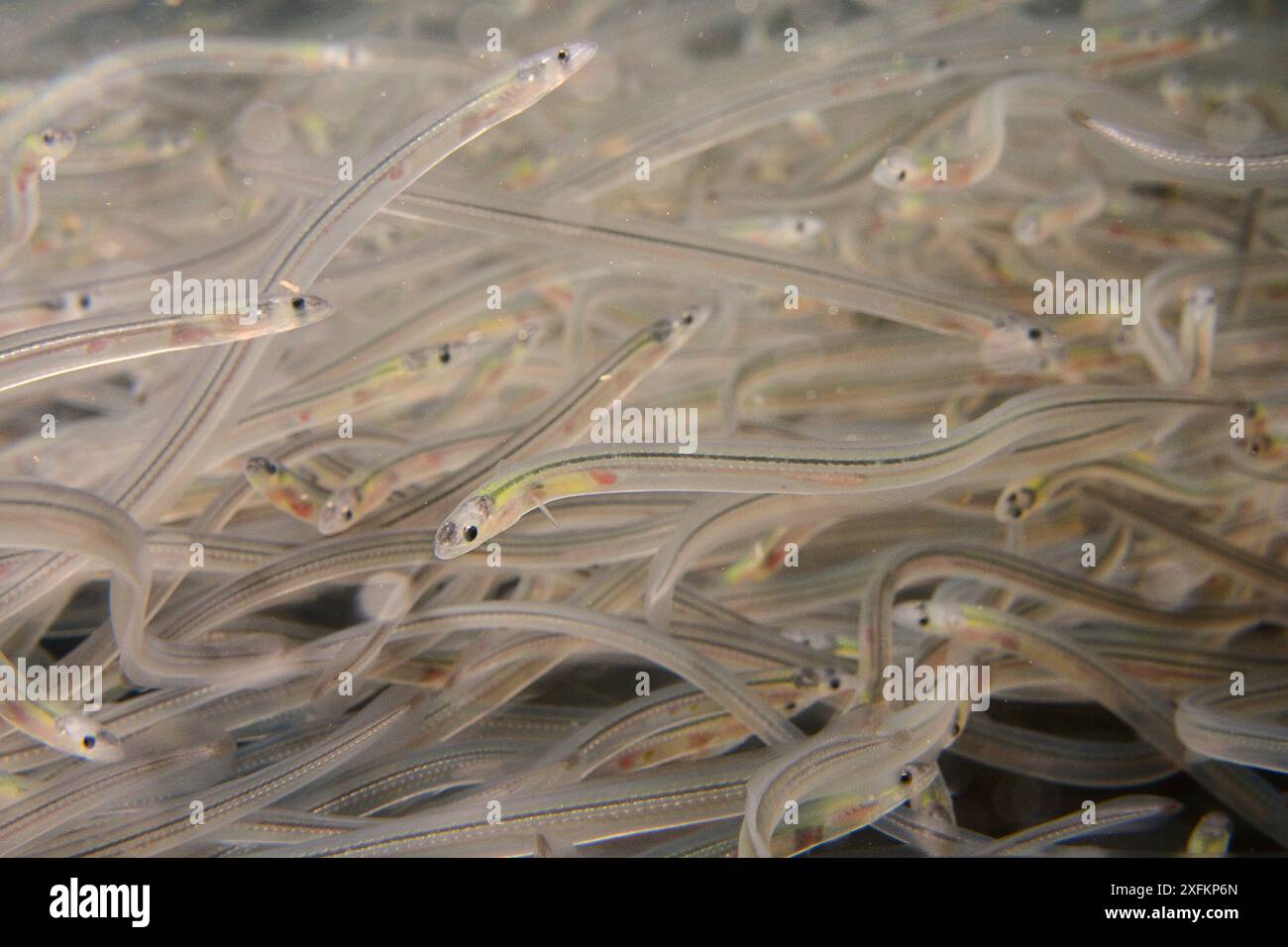 Young European eel (Anguilla anguilla) elvers, or glass eels, caught ...