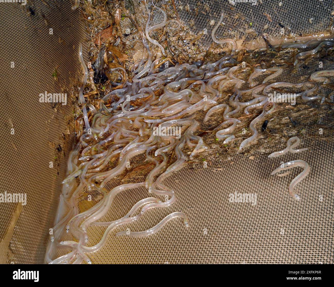 Young European eel (Anguilla anguilla) elvers, or glass eels, caught ...