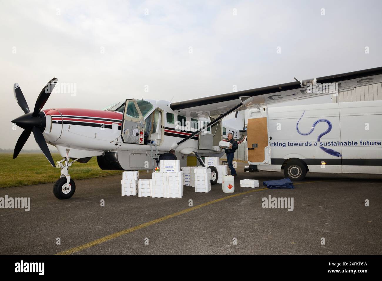 Glass eels, young European eel (Anguilla anguilla) elvers, packaged in ...