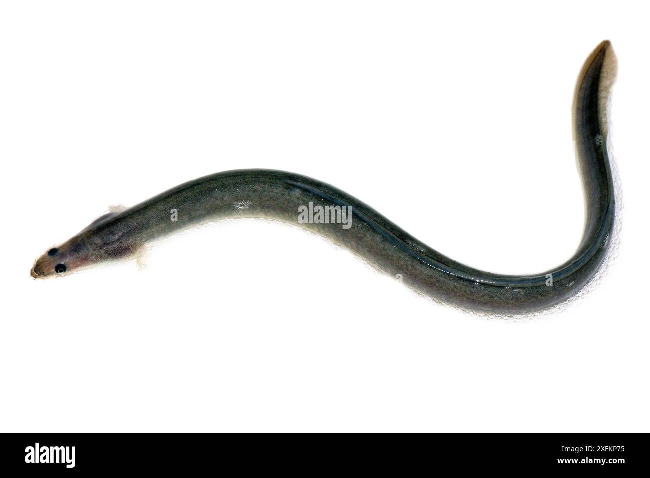 European eel (Anguilla anguilla) elver, part of a shipment prepared by ...