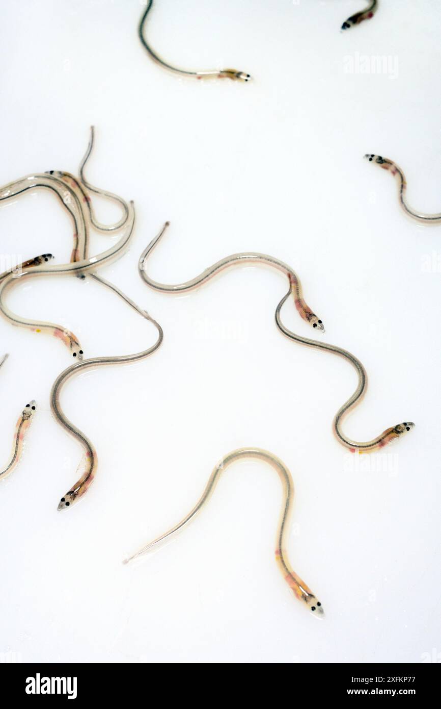 Wild caught Glass eels / young European eel (Anguilla anguilla) elvers ...