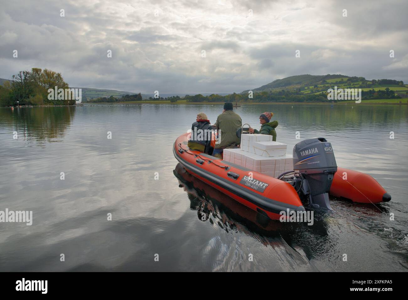 European eel (Anguilla anguilla) elvers transported in insulated boxes ...