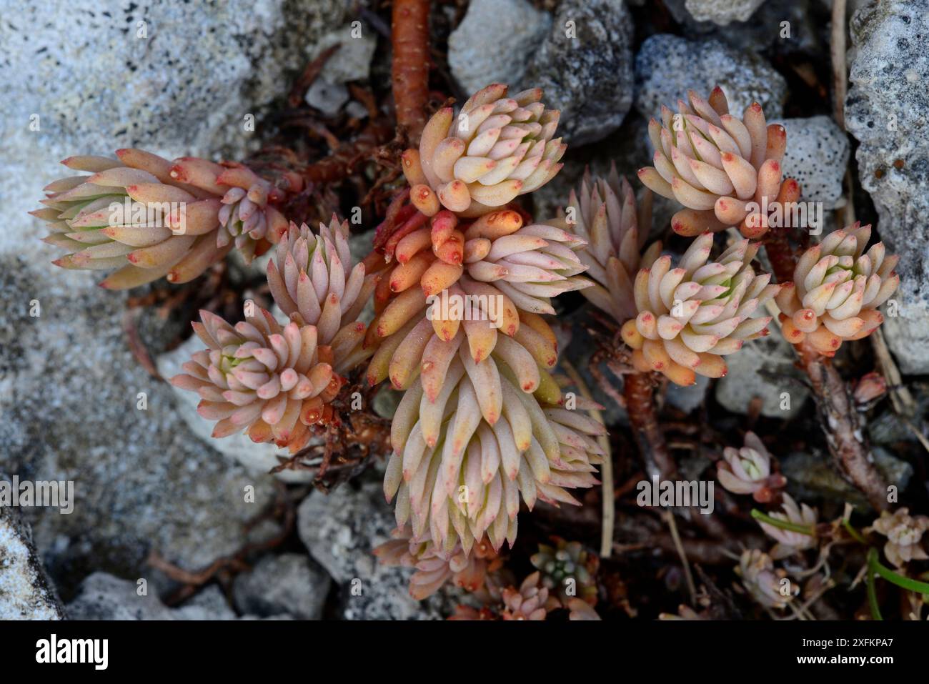 Rock stonecrop hi-res stock photography and images - Alamy