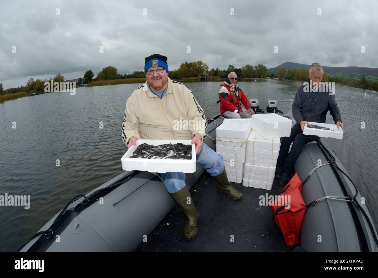 European eel (Anguilla anguilla) elvers transported in insulated boxes ...