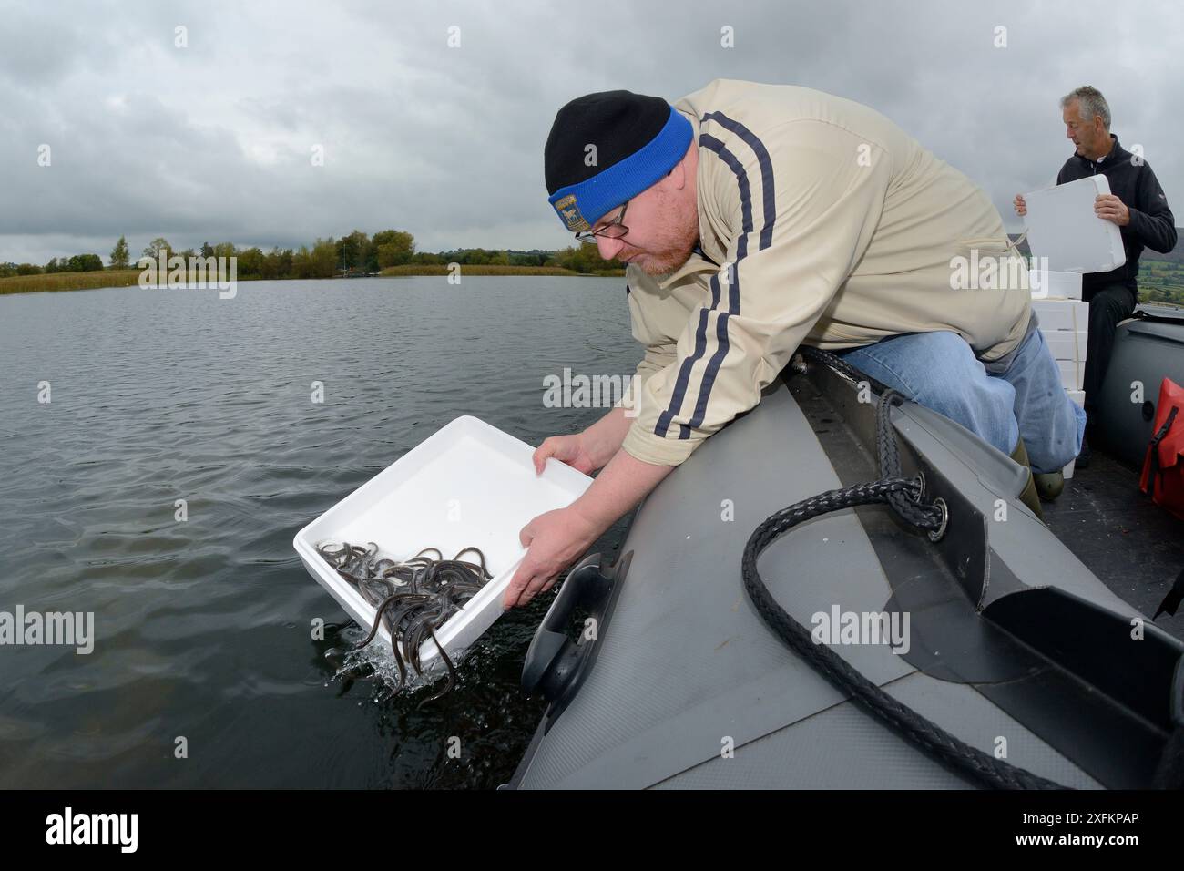 European eel (Anguilla anguilla) elvers being released from an ...