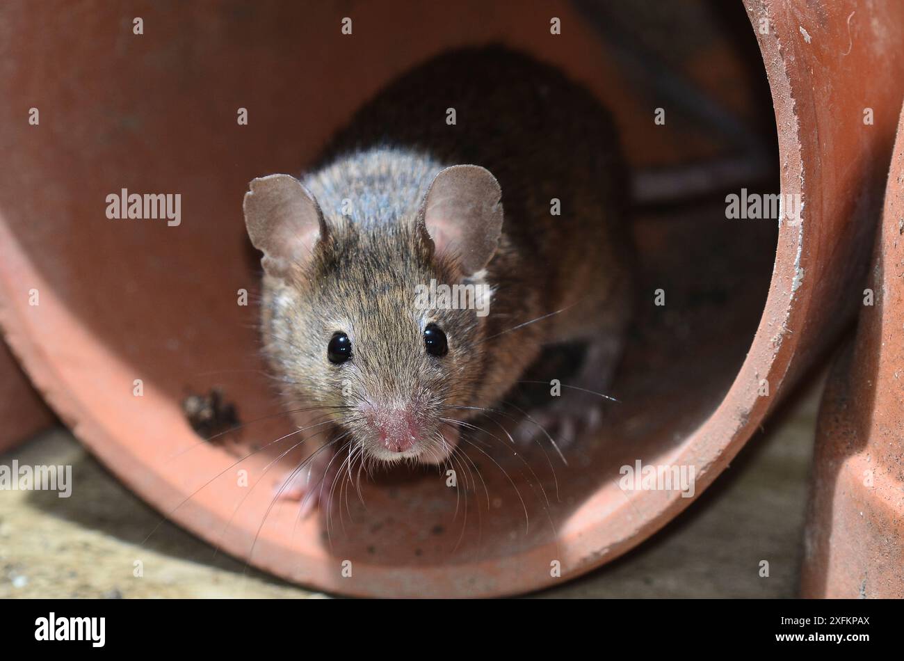 Mus molossinus hi-res stock photography and images - Alamy