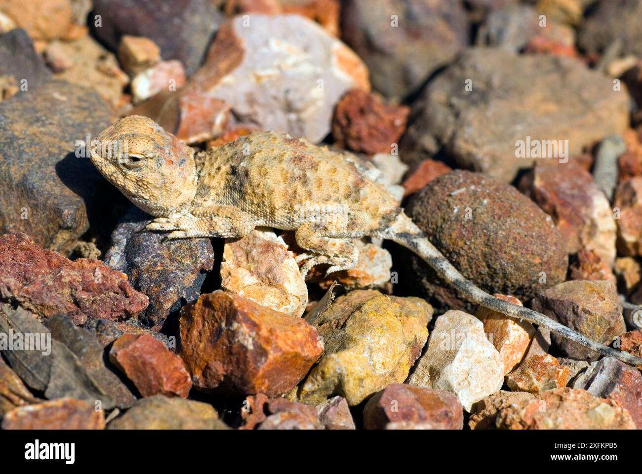 Gibber Rock-mimicking Dragon (Tympanocryptis intima) basking amongst ...