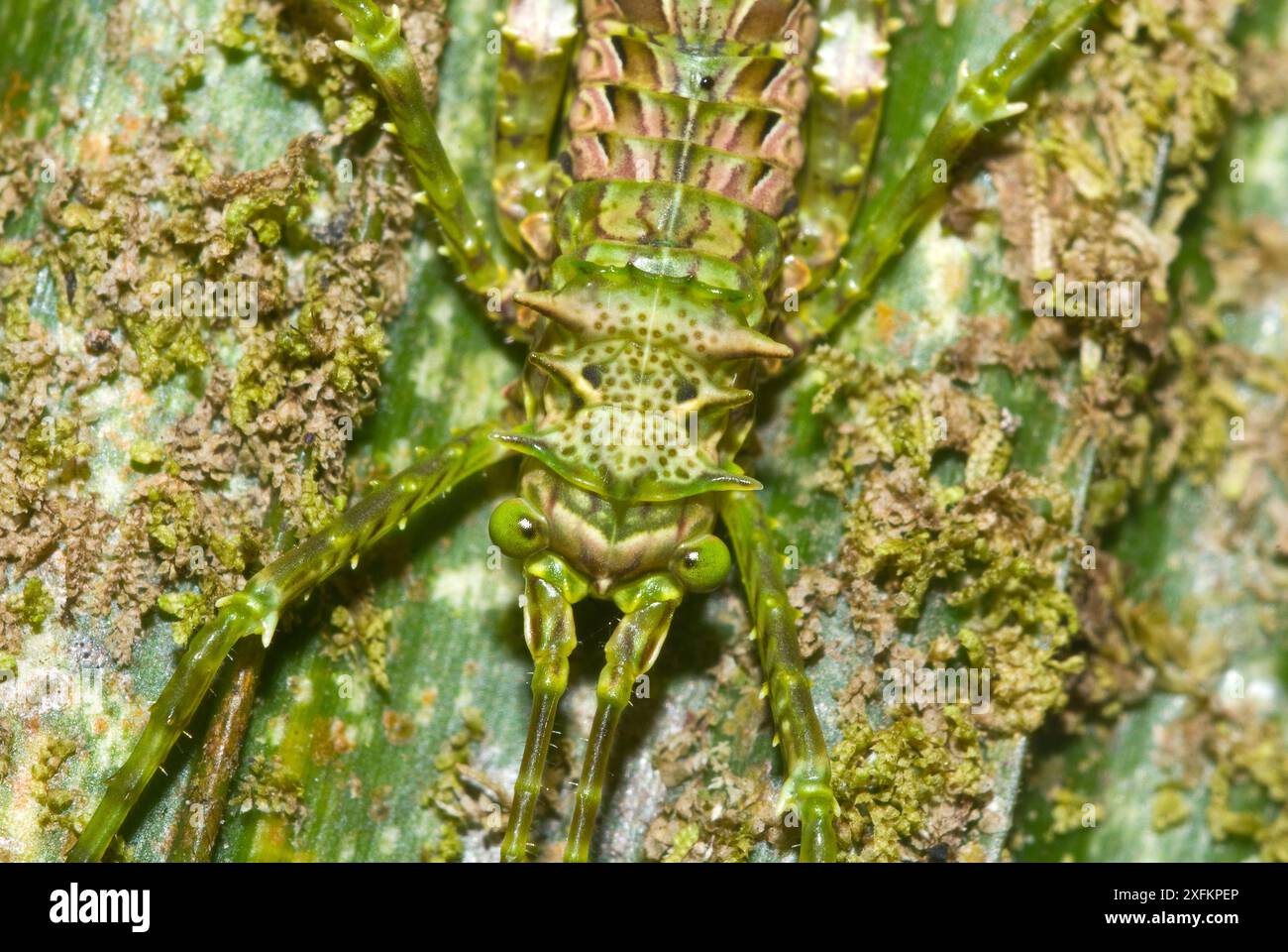 Giant spiny rainforest katydid hi-res stock photography and images - Alamy