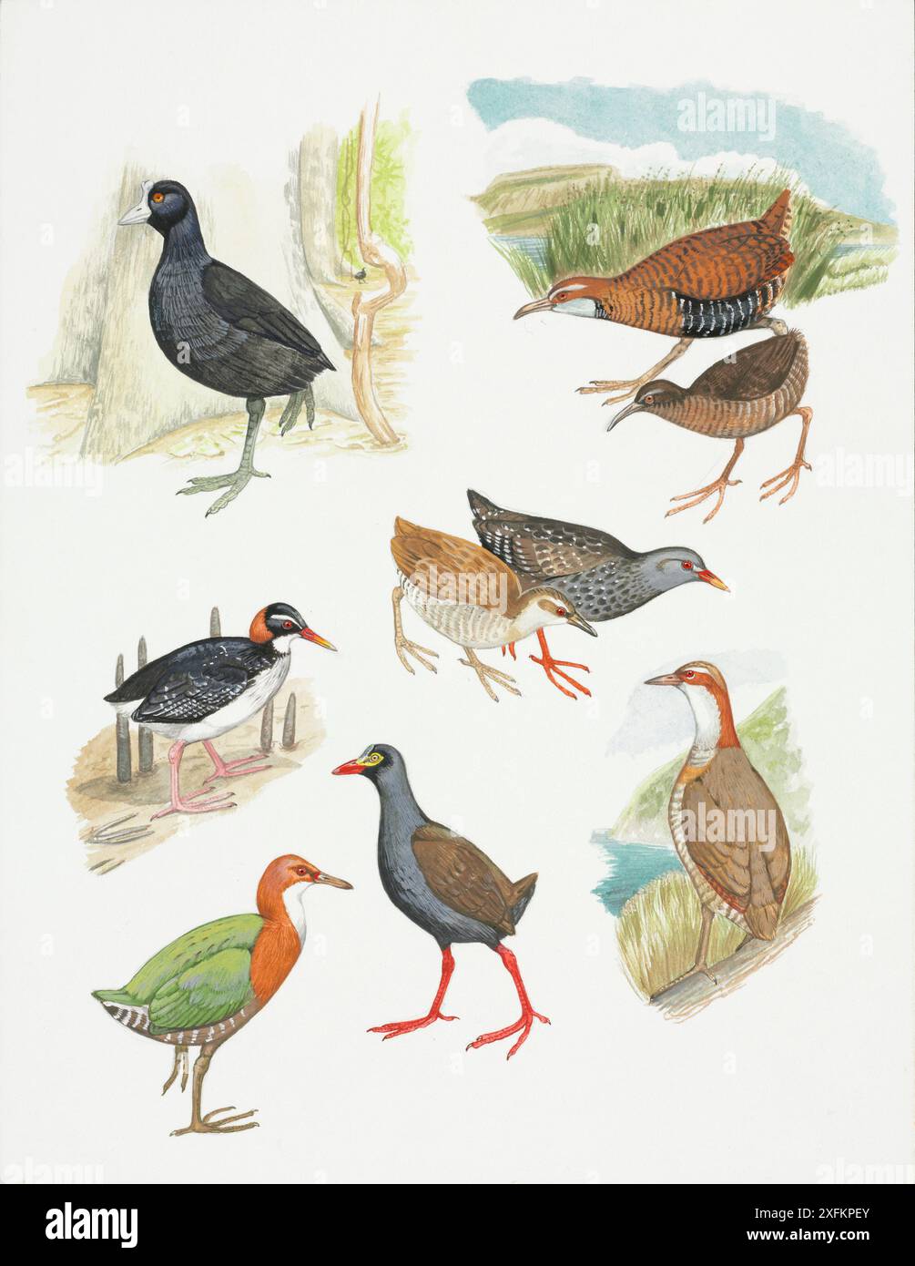 Extinct rail species. Clockwise from top left: Mascarene coot (Fulica ...