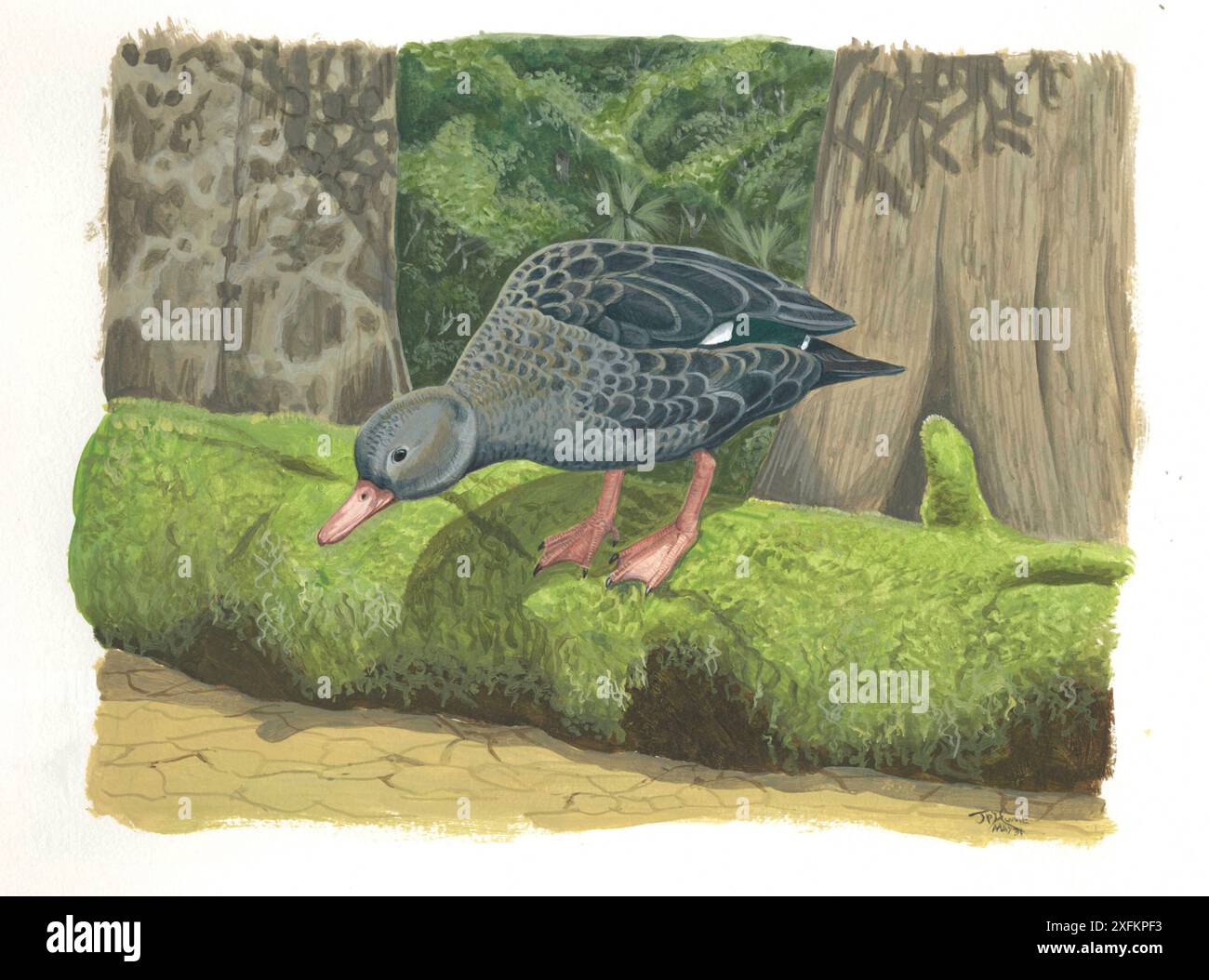 Illustration of extinct Mascarene teal (Anas theodori) Extinct c.1700 ...