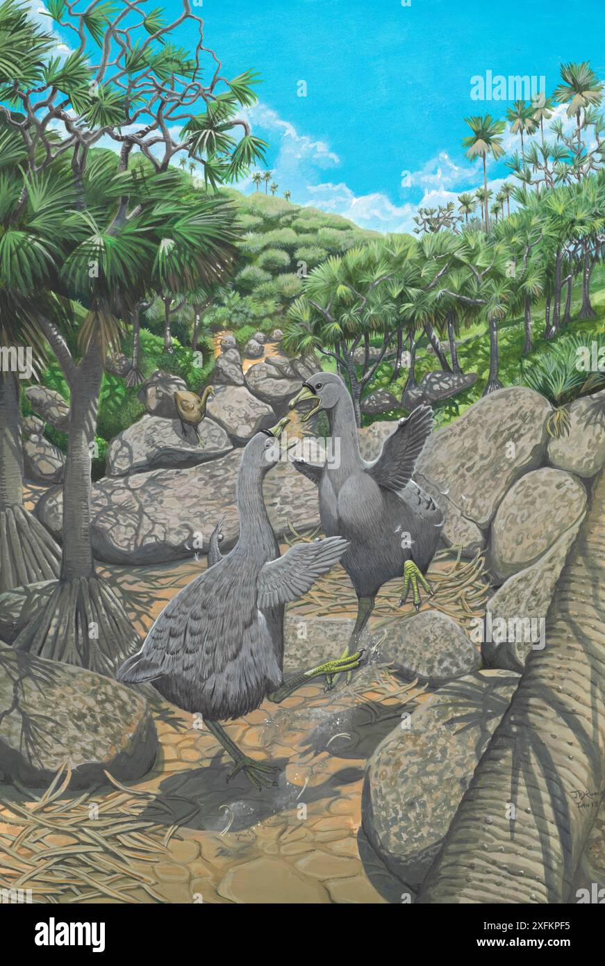 Illustration of extinct Solitaires (Pezophaps solitaria) males fighting ...