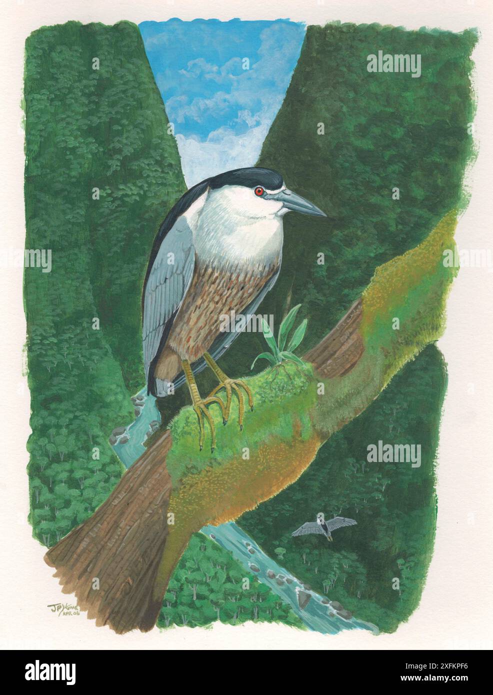 Reunion Night Heron (Nycticorax duboisi) Extinct c.1700. Endemic to ...