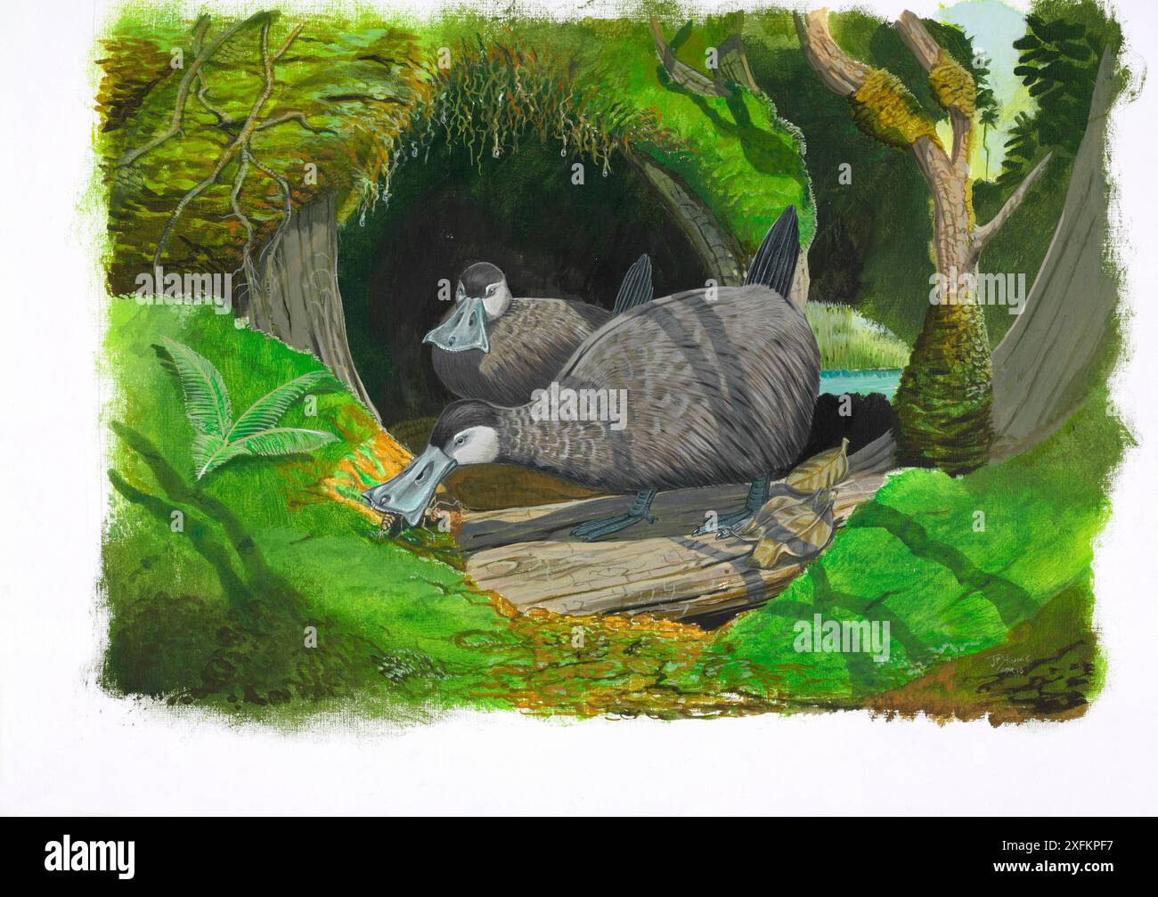 Illustration of extinct, almost blind Kauai mole duck (Talpanas lippa ...