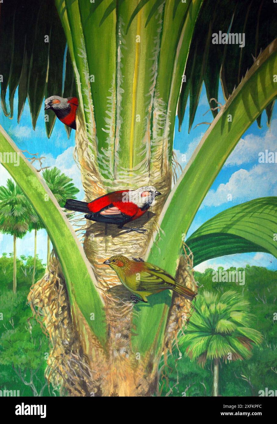 Illustration of extinct male Kaua'i palmcreeper (Ciridops tenax) (above ...