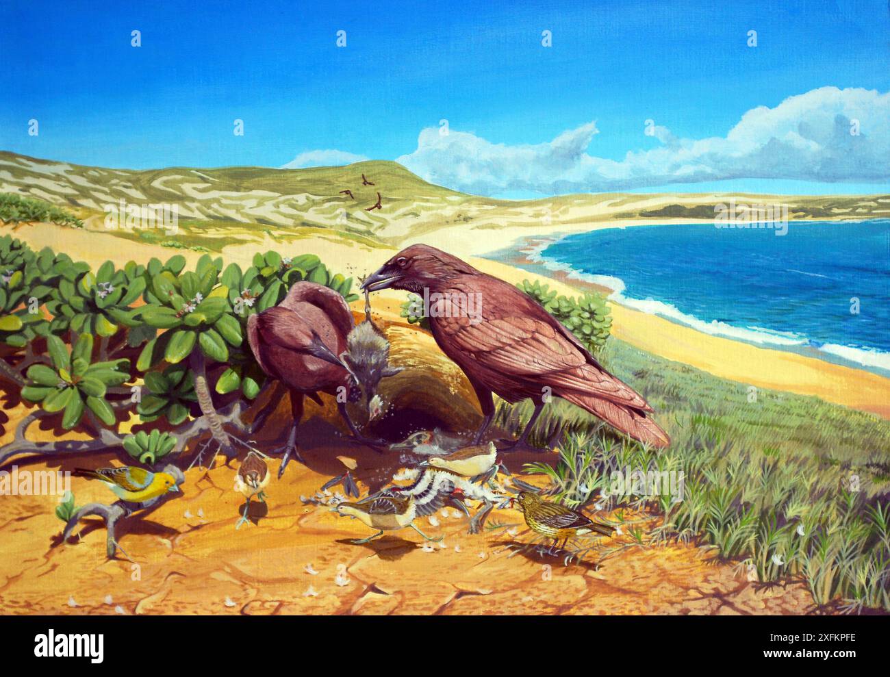 Ilustration of extinct birds : Robust crows (Corvus viriosus) with ...