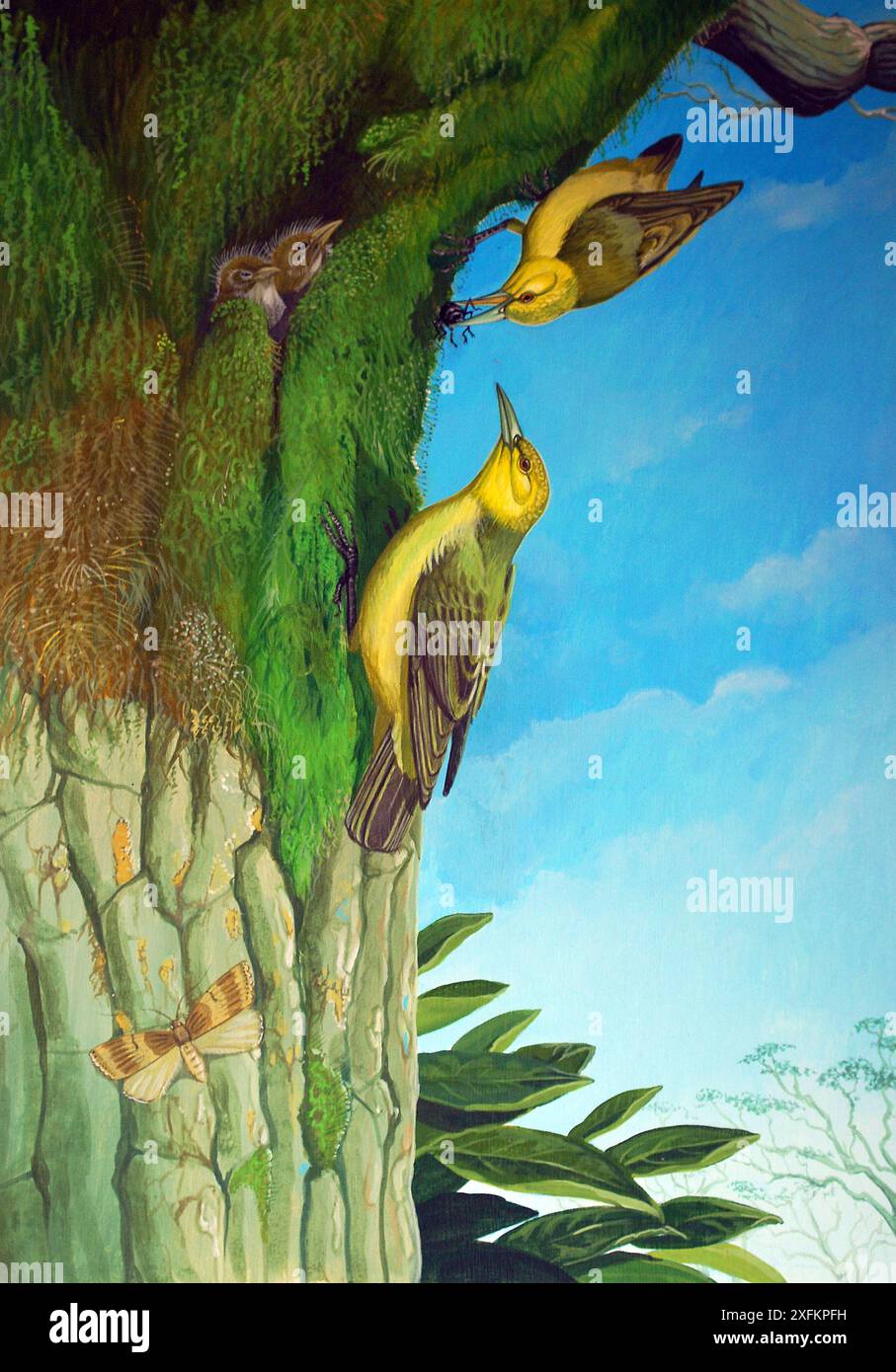 Illustration of the extinct Straight-billed gaper (Aidemedia lutetiae ...