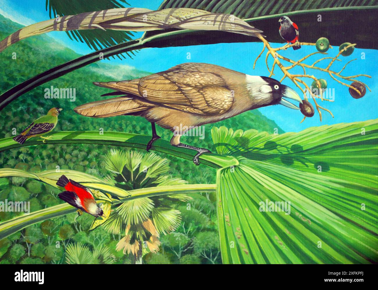 Illustration of extinct Deep-billed crow (Corvus impluviatus) feeding ...