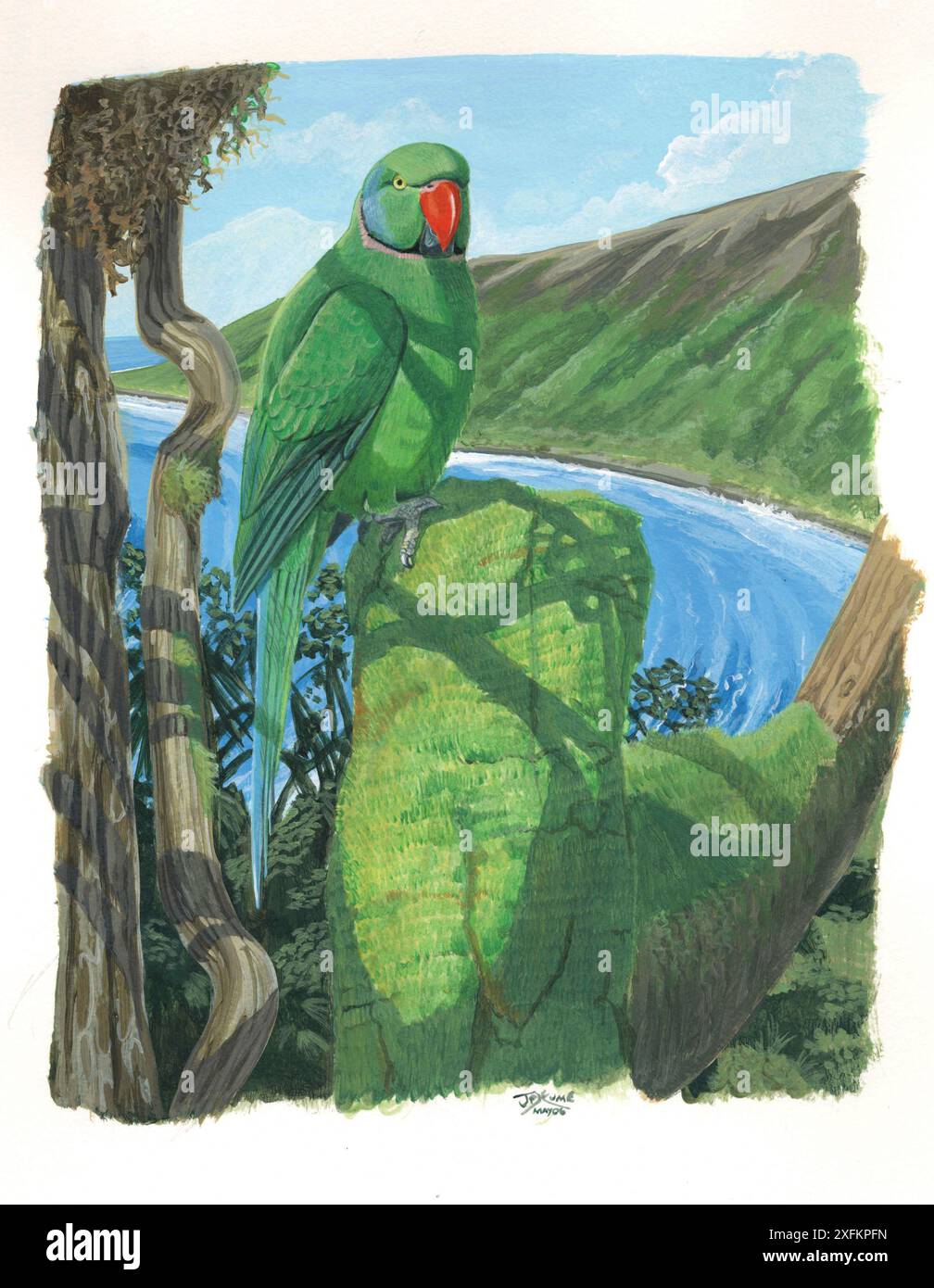 Illustration of Reunion parakeet (Psittacula eques) Extinct c.1732 ...