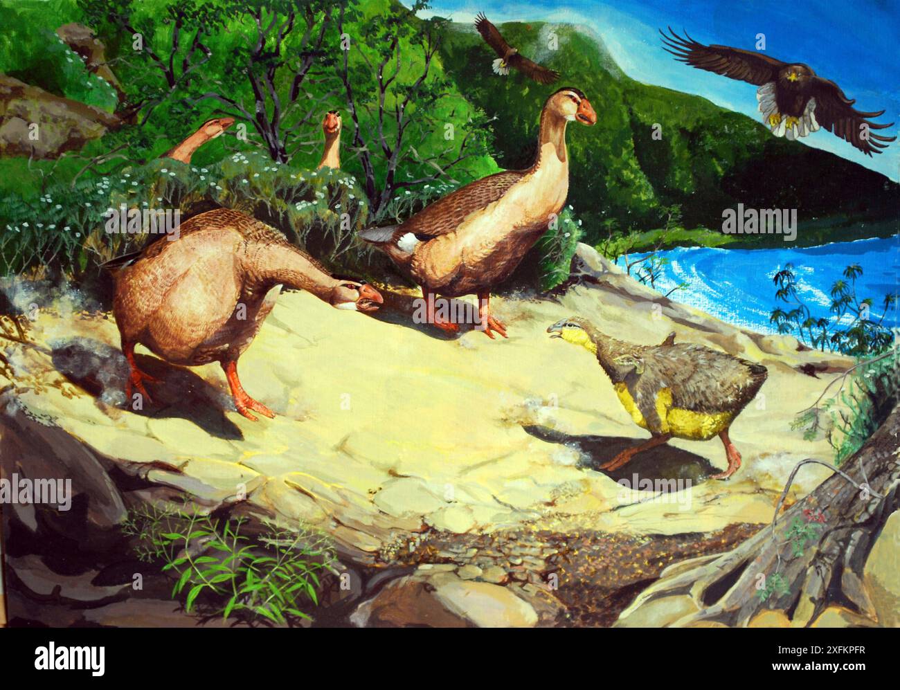 Illustration of extinct birds : Maui nui moa-nalo (Thambetochen ...