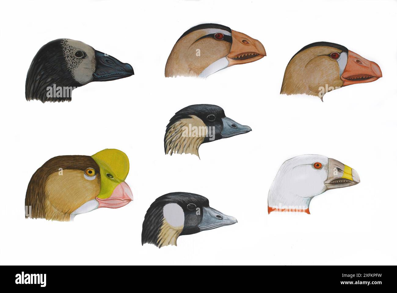 Scaled head studies of extinct Hawaiian Geese compared with Nene ...