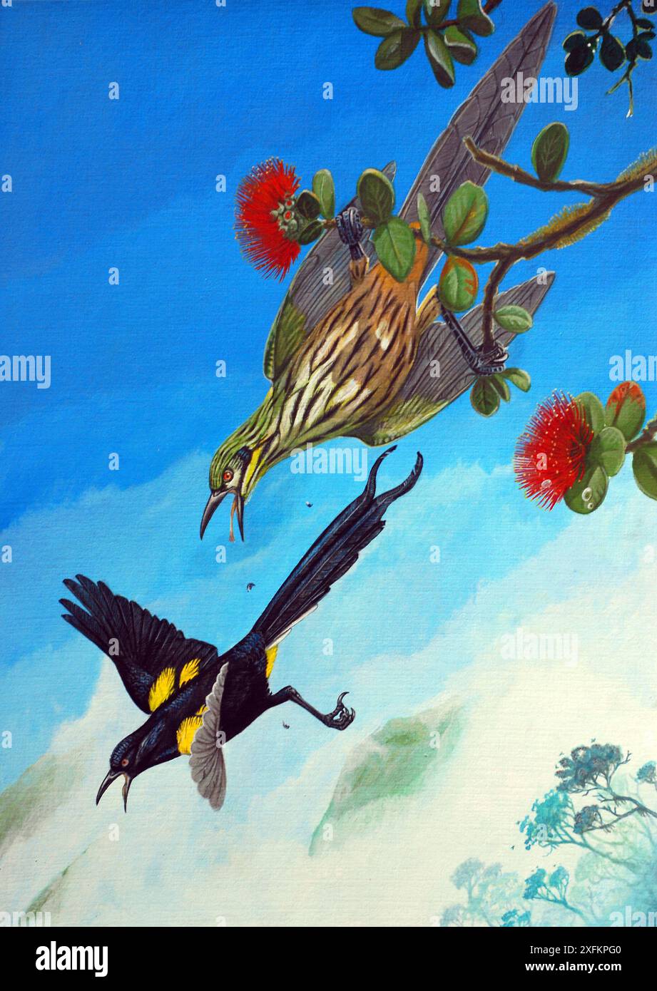 Illustration of extinct birds Kioea (Chaetoptila angustipluma) (Extinct ...