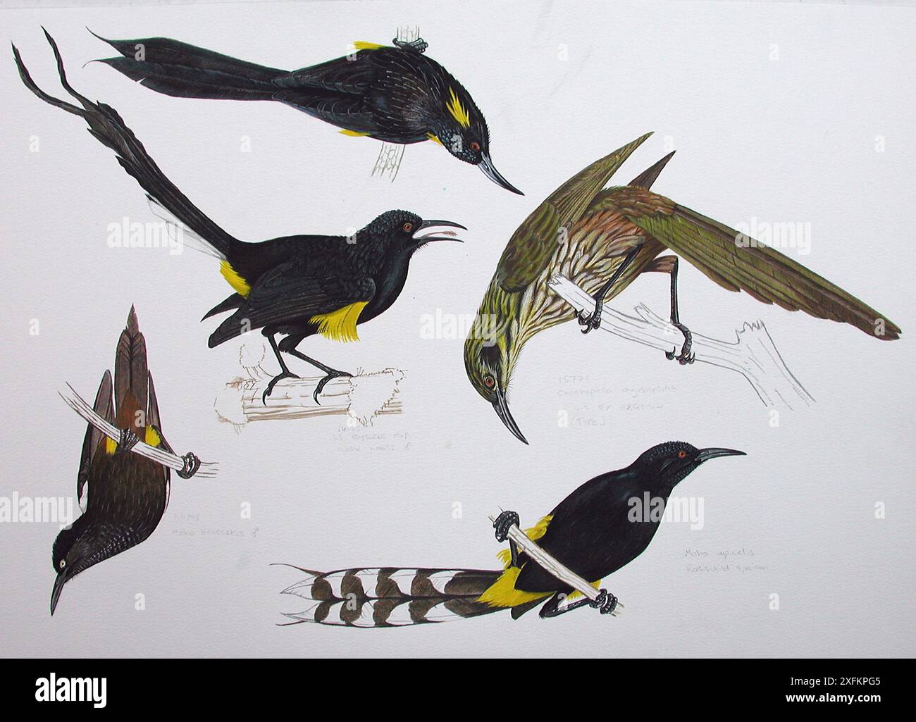 Scaled illustration of all the historically known Mohoidae. The entire ...