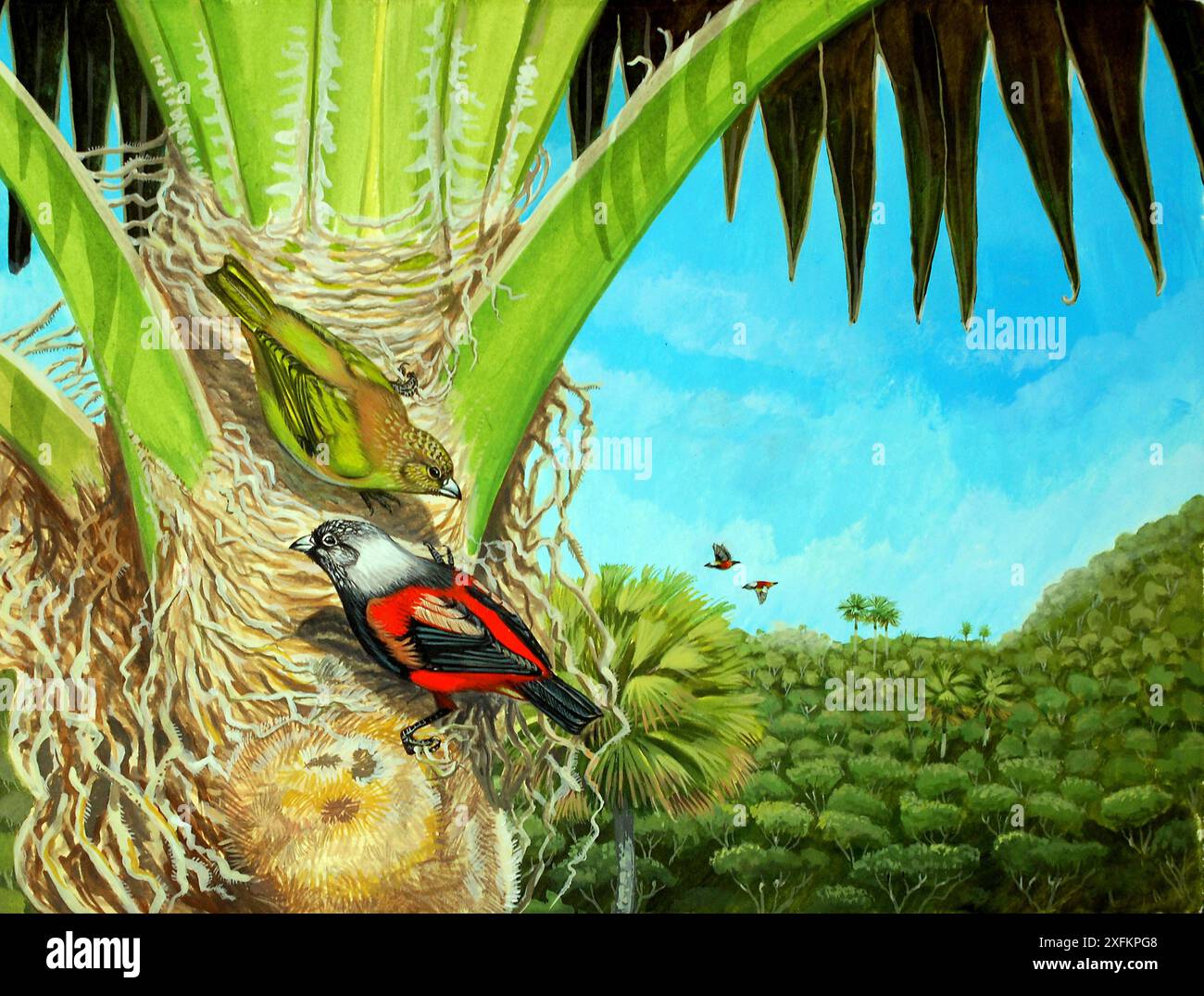 Mamo bird hi-res stock photography and images - Alamy