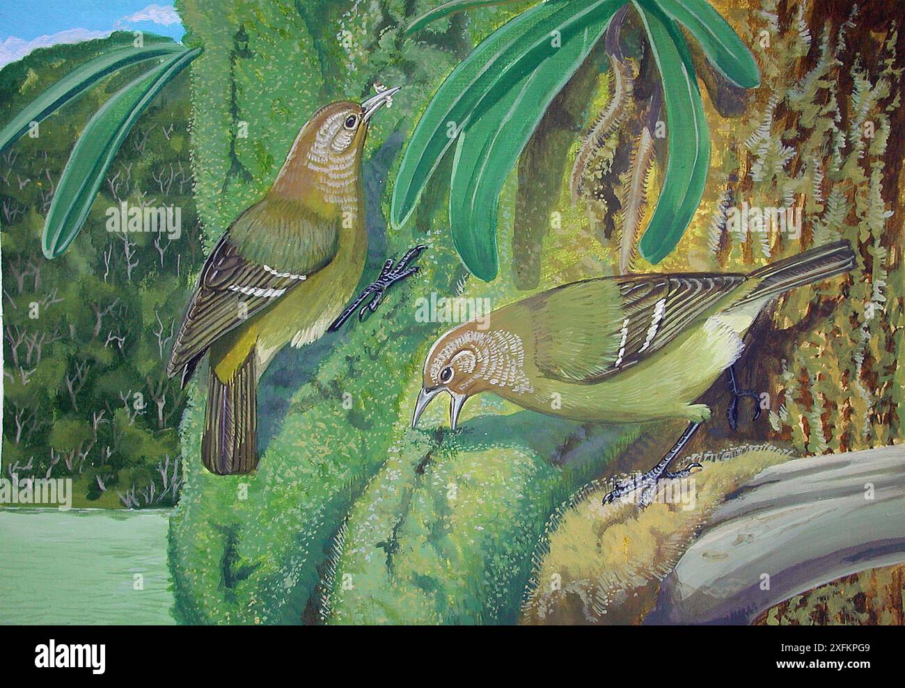 Illustration of extinct Maui Nui Gaper (Aidemedia lutetiae) foraging in ...