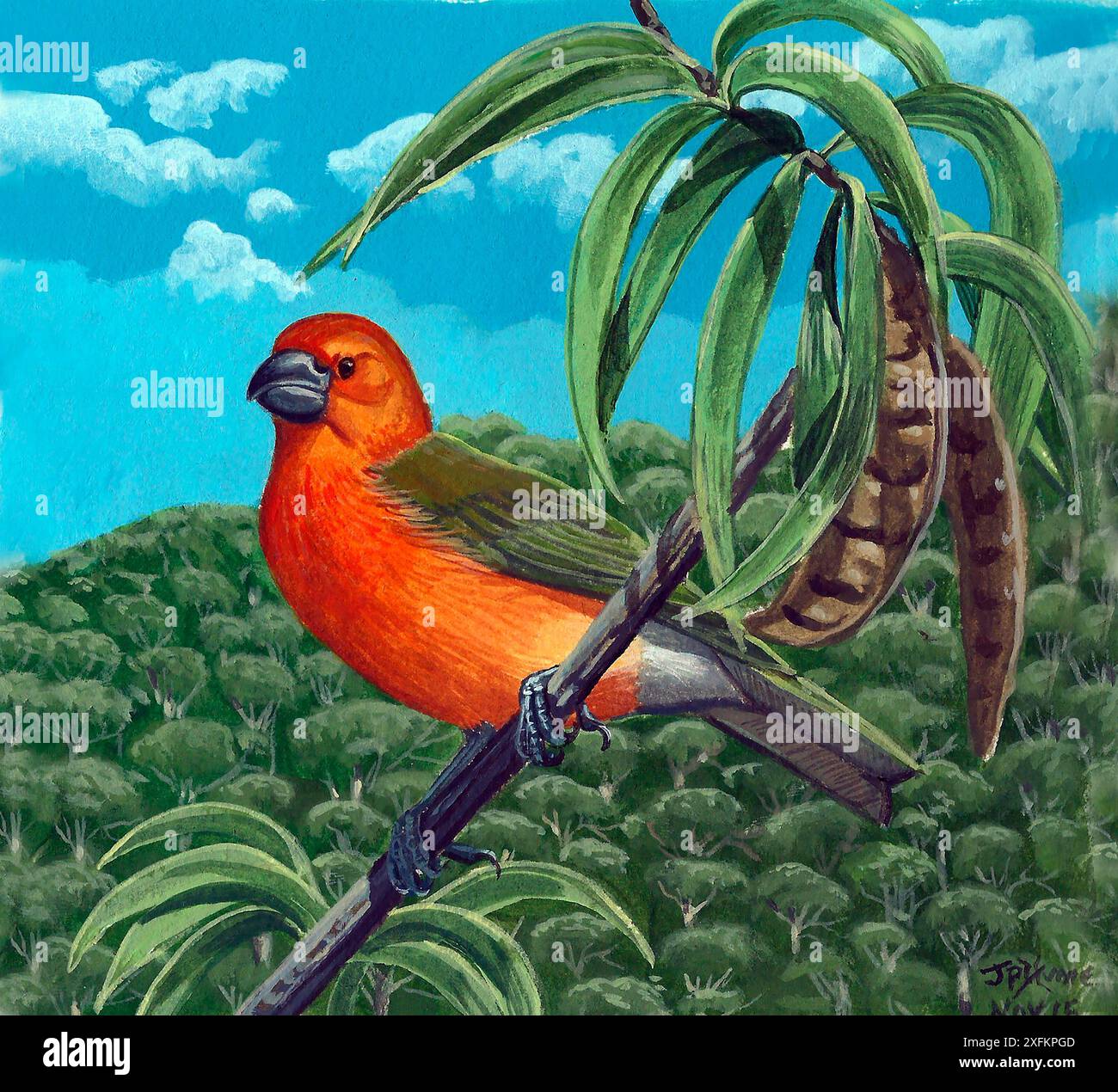 Illustration of extinct O'ahu koa finch (Rhodacanthis litotes) in a Koa ...