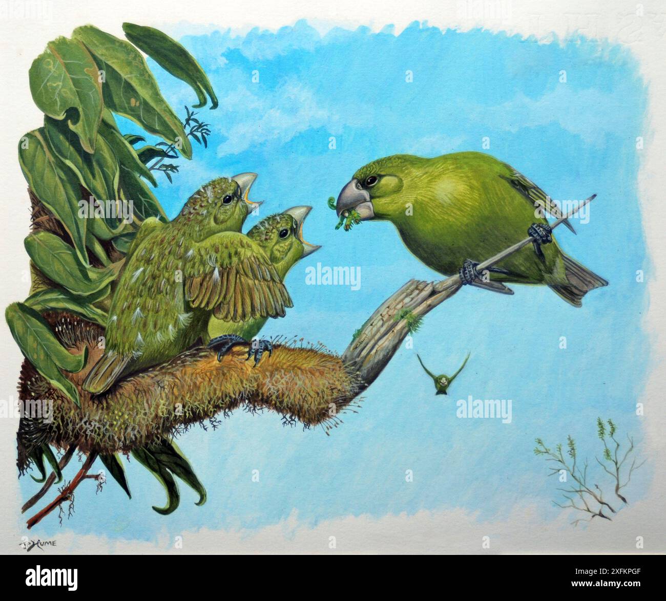 Kona finch (Chloridops kona) feeding chicks with looper caterpillars ...