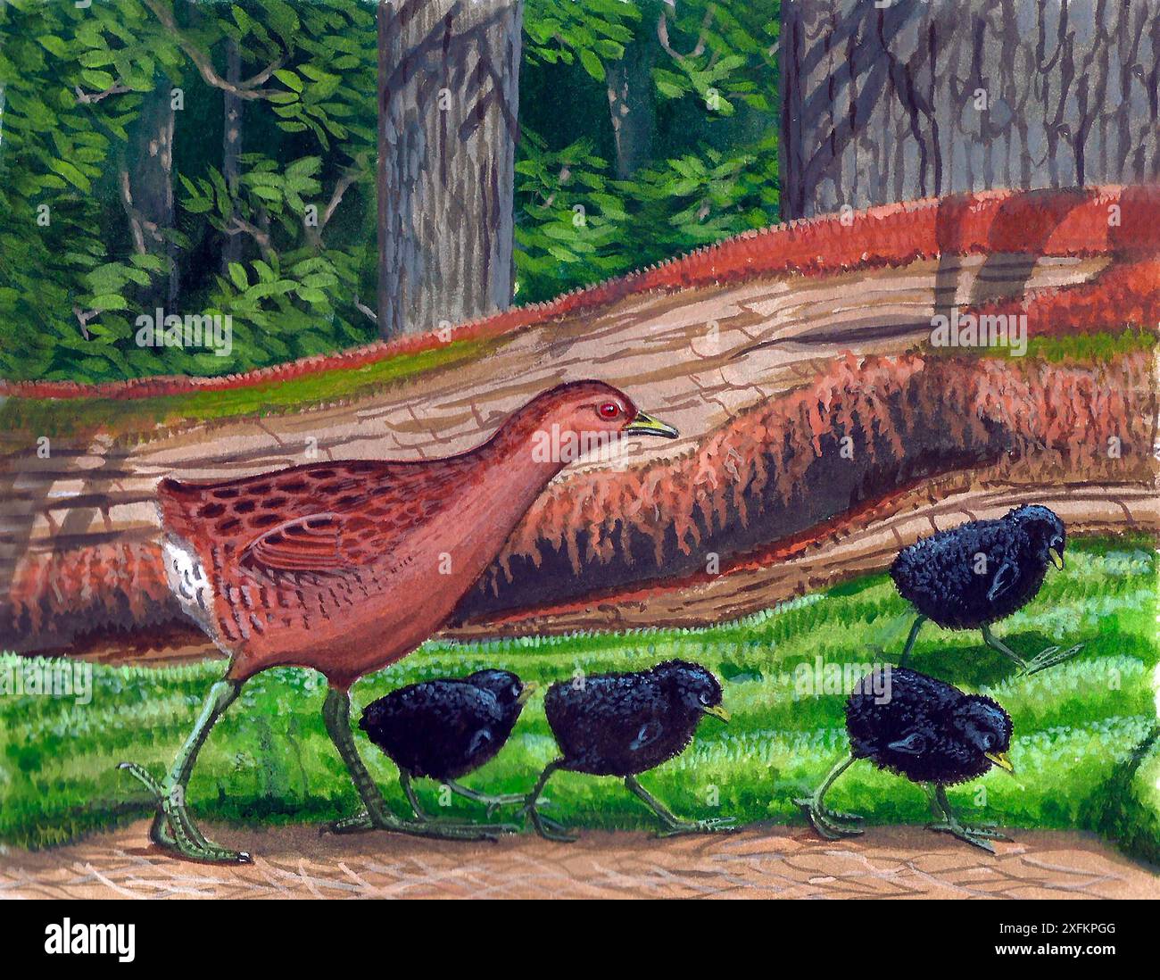 Illustration of extinct Ziegler's crake (Porzana ziegleri) with downy young on Oahu, Hawaii ...