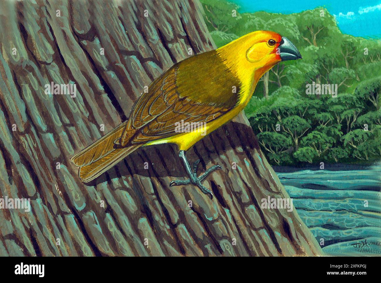 Illustration of extinct Scissor-billed koa finch (Rhodacanthis forfex ...