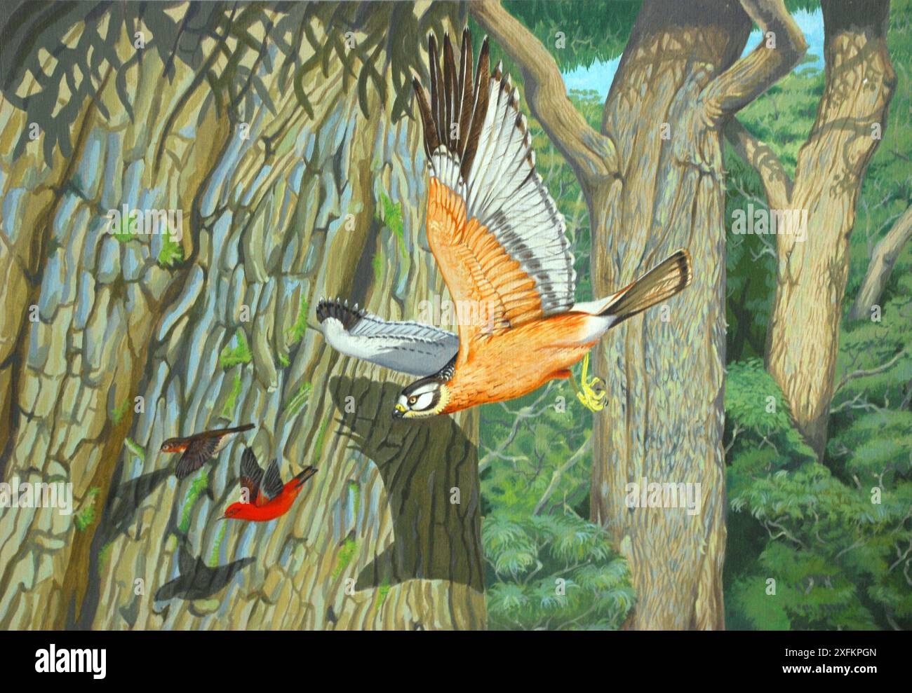 Hawaiian harrier (Circus dossenus) pursues a Kakawahie (Paroreomyza ...