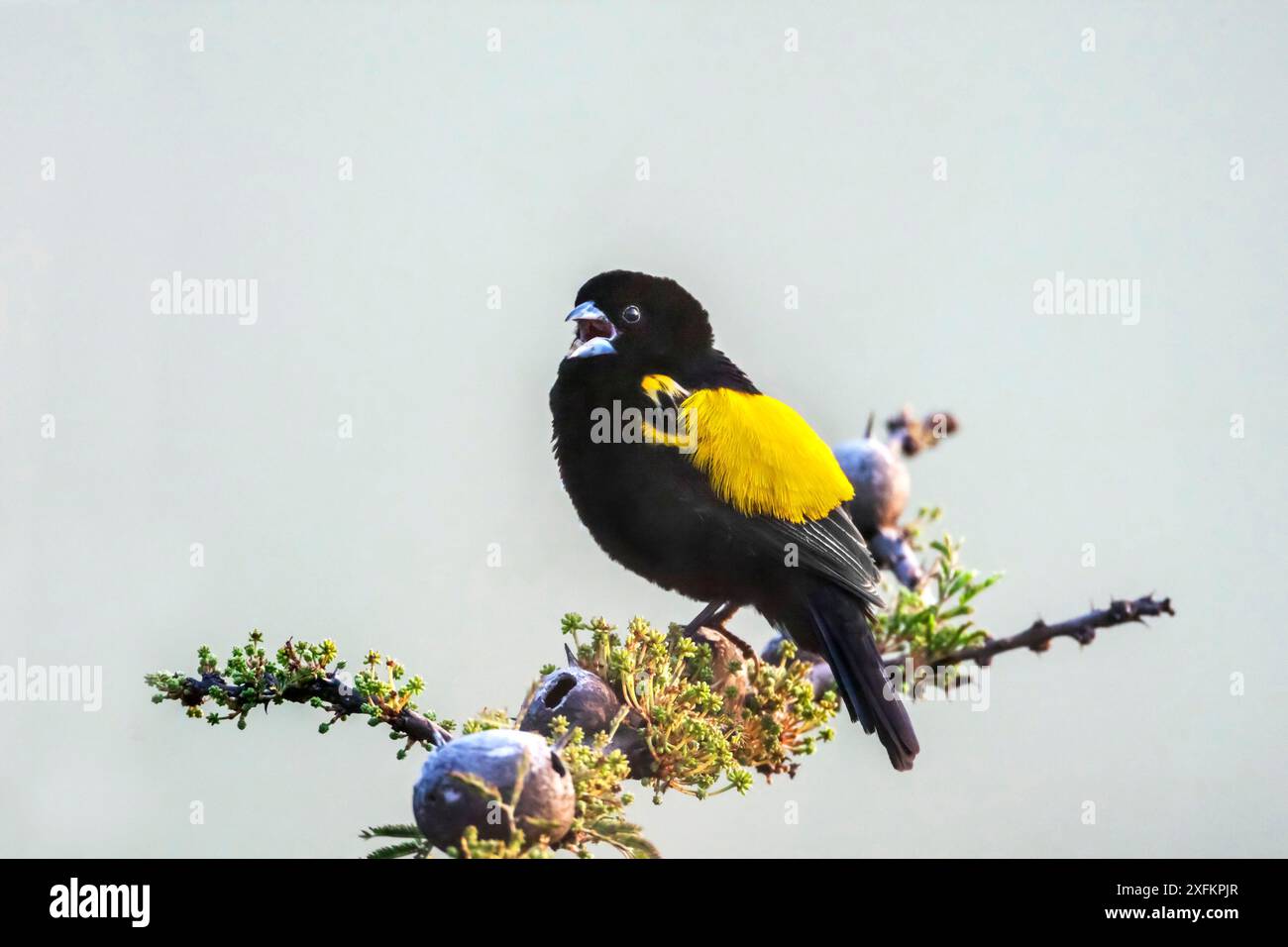 Galls bird hi-res stock photography and images - Alamy